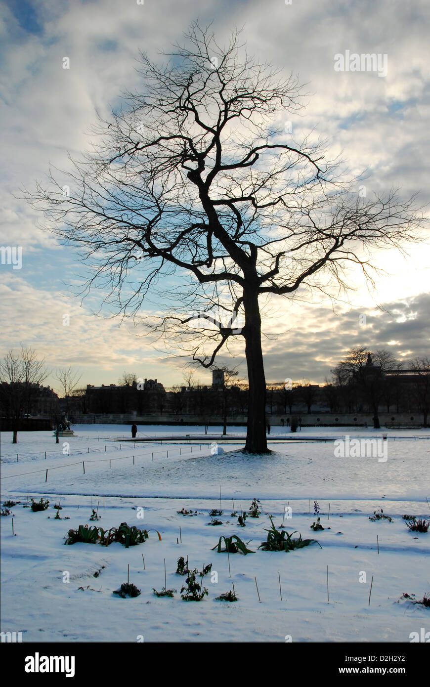 A lone tree against the sky in a snow covered garden Stock Photo - Alamy