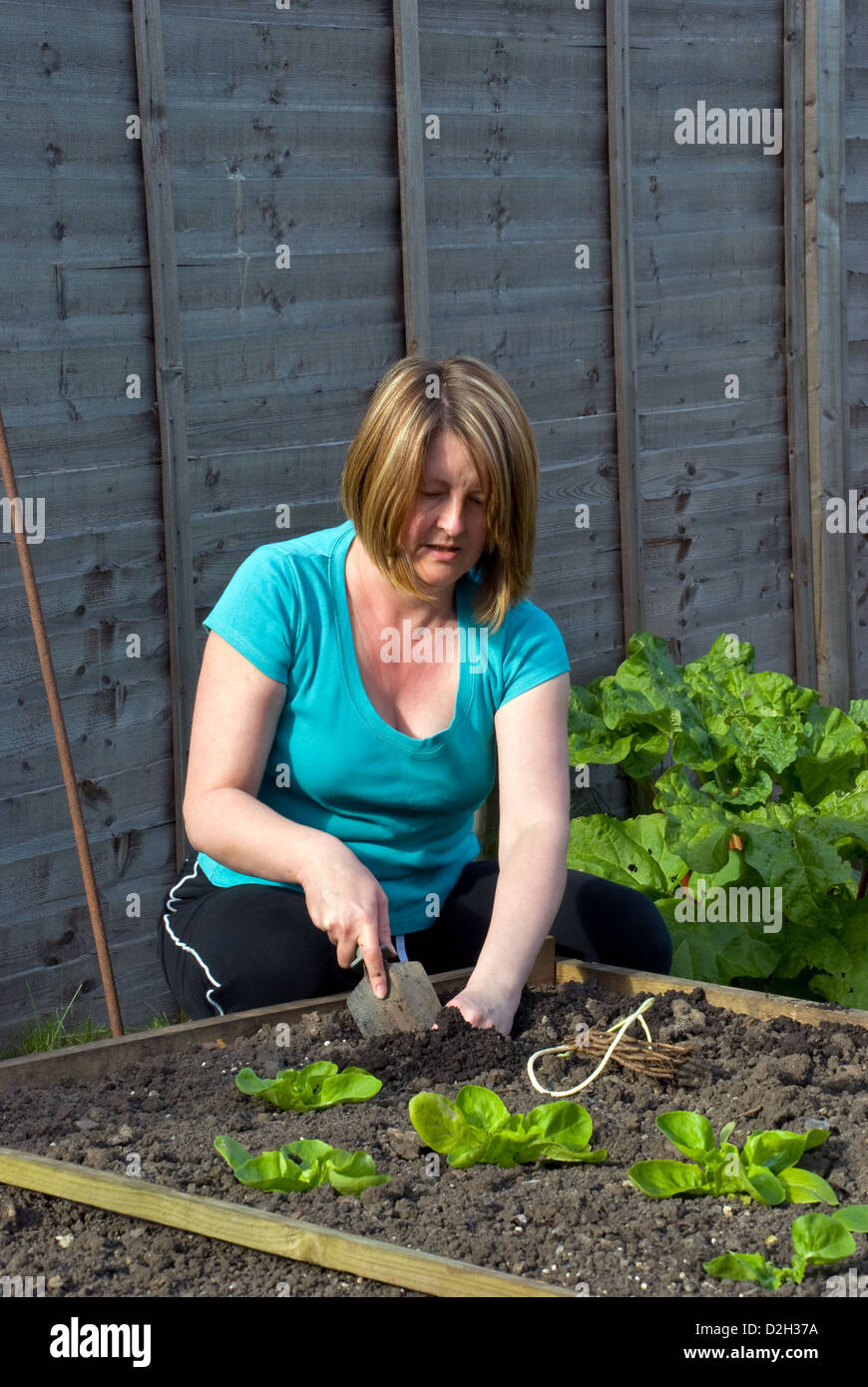 Female gardener digging in seeds with a trowel in a raised bed next to ...