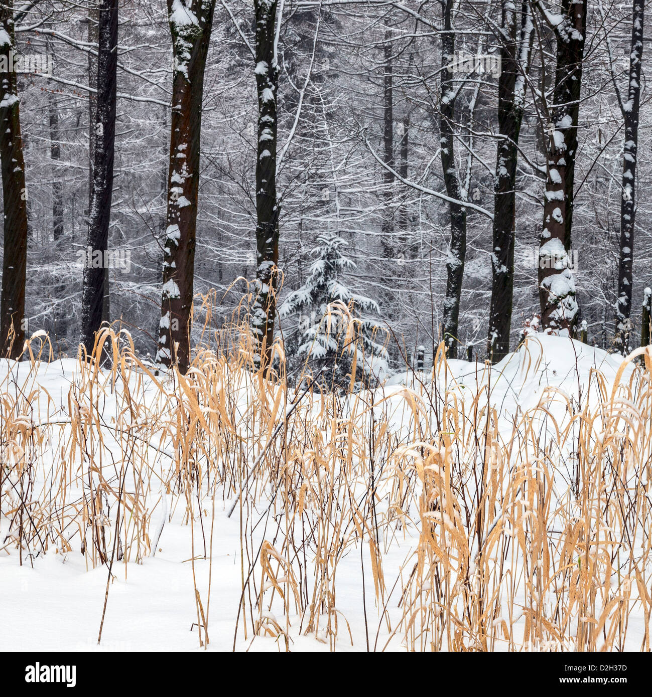 Snow Covered Trees in Macclesfield Forest Stock Photo - Alamy