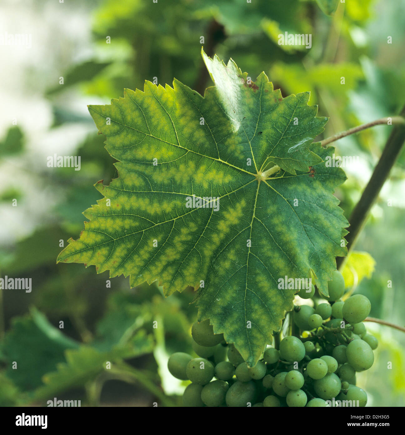 Iron and iron deficiency High Resolution Stock Photography and Images - Alamy