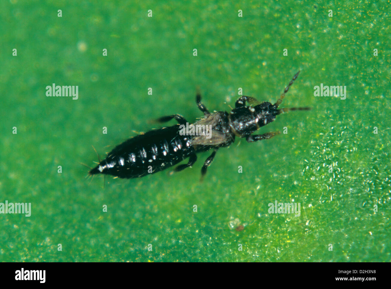 A field thrips, Thrips angusticeps, nymph on a leaf Stock Photo - Alamy
