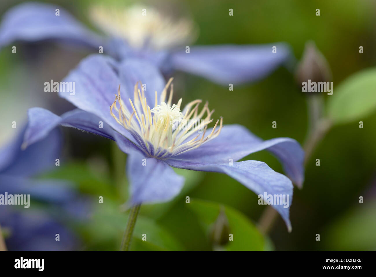 Arabella hi-res stock photography and images - Alamy