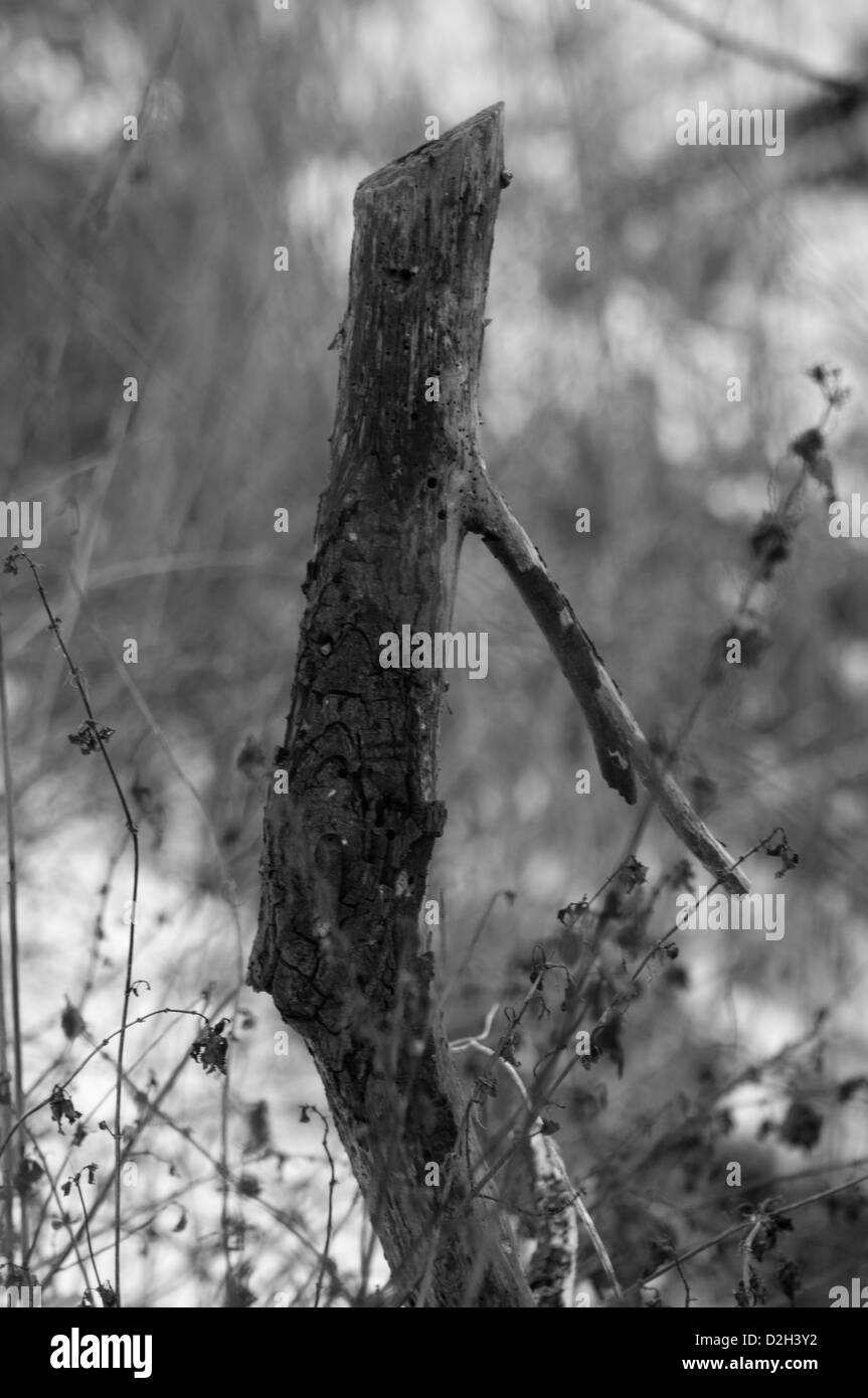 Tree Branch In Monochorme Stock Photo Alamy tree-branch-in-monochorme-stock-photo-alamy