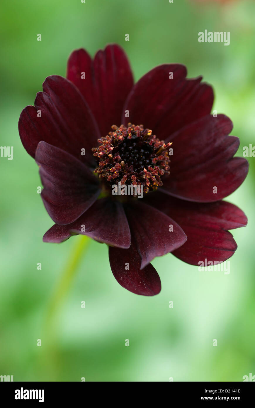 Chocolate cosmos hi-res stock photography and images - Alamy