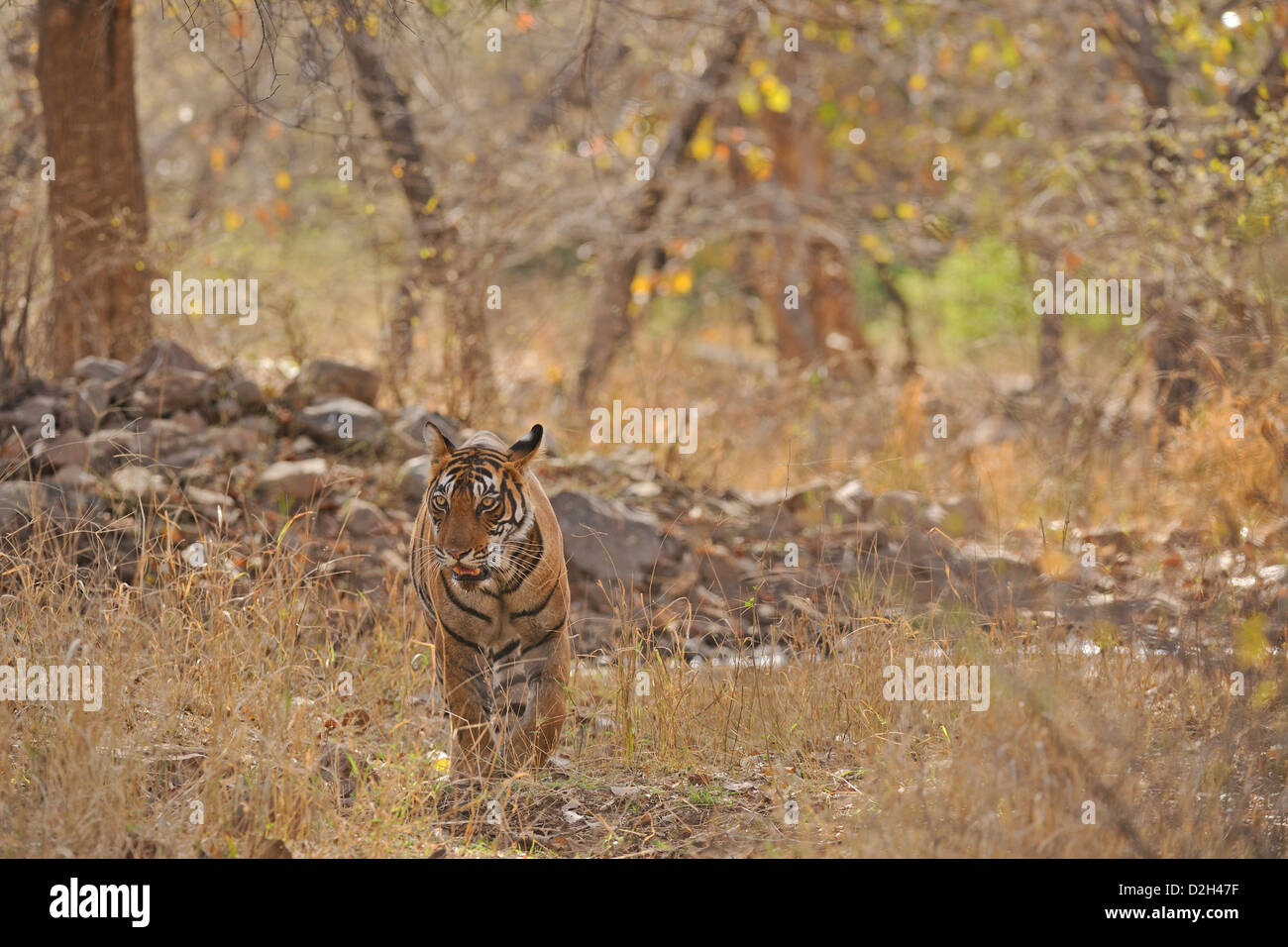 Tiger in the dry shrub forest habitat of Ranthambore national park ...