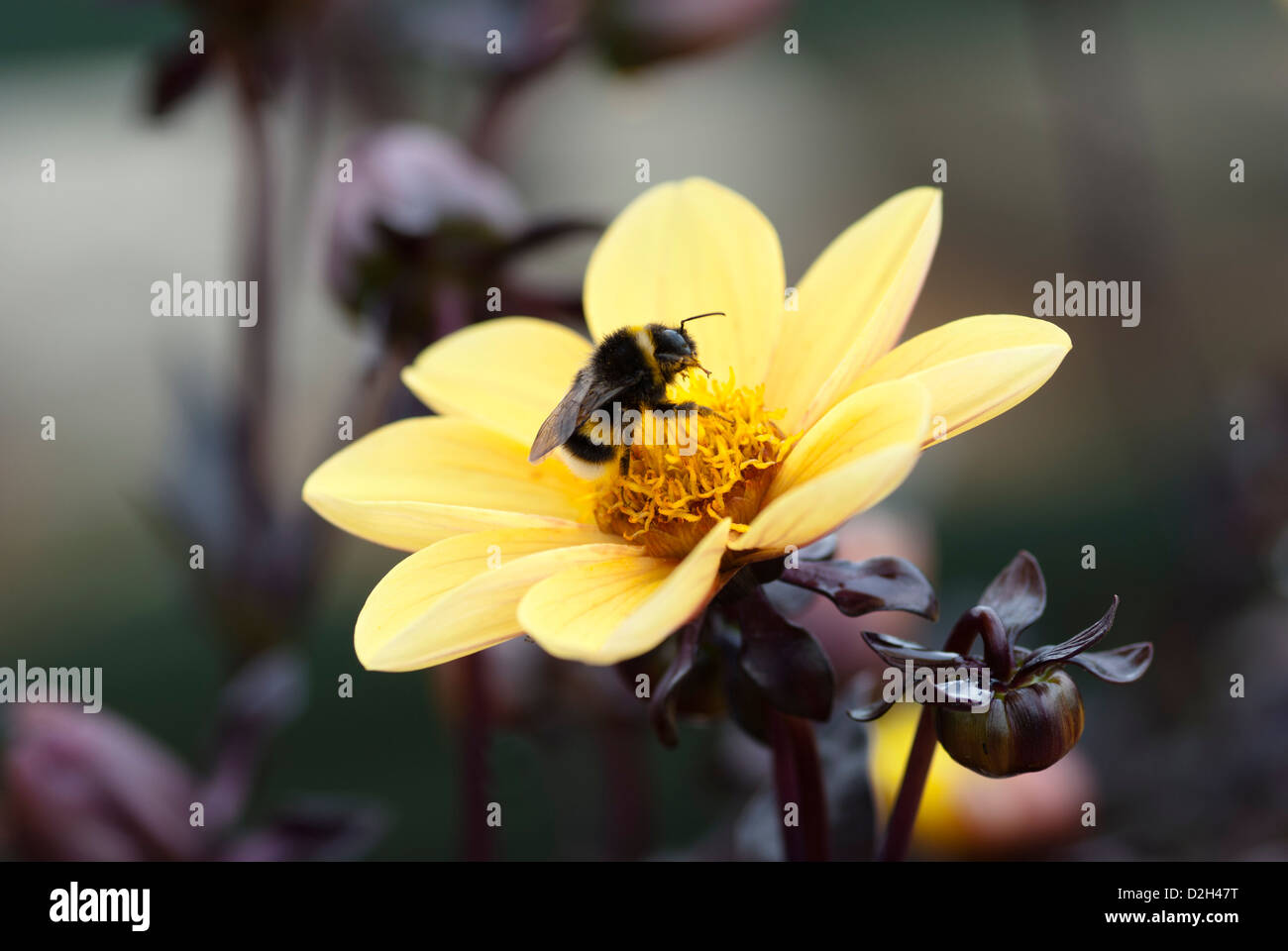 BUFF TAILED BUMBLE BEE BOMBUS TERRESTRIS WORKER FEEDING ON YELLOW ...