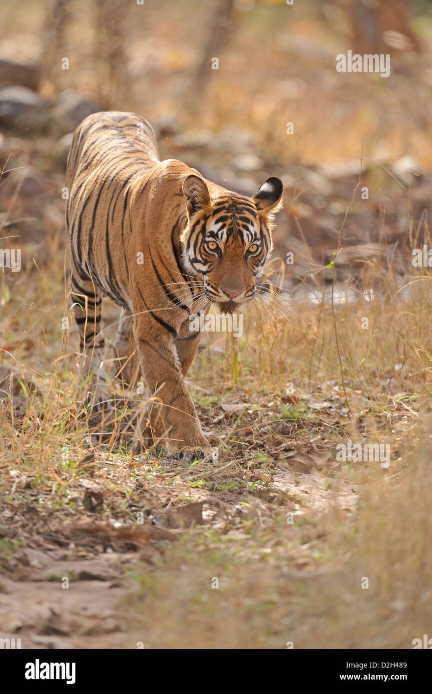 Tiger in the dry shrub forest habitat of Ranthambore national park ...
