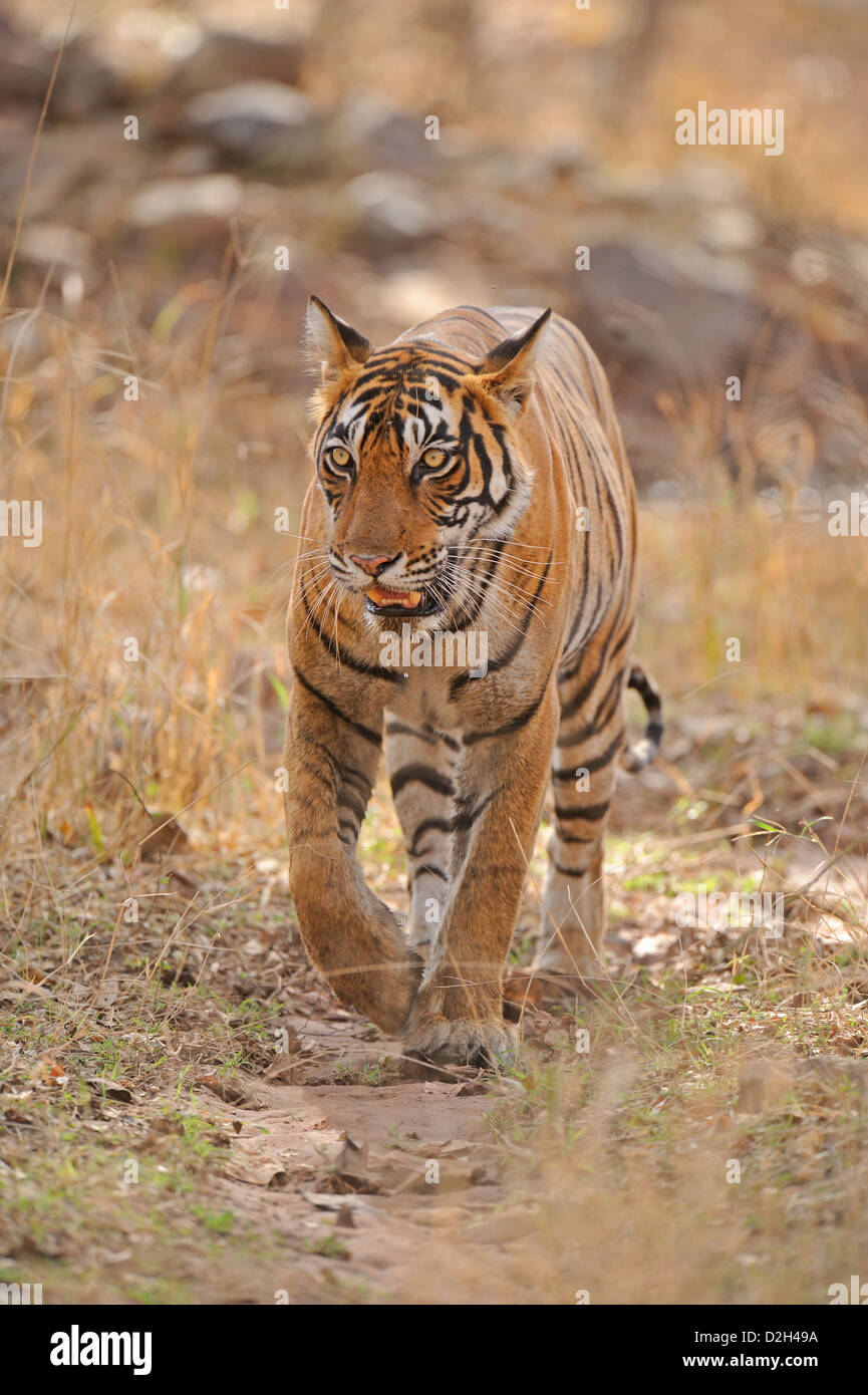 Tiger in the dry shrub forest habitat of Ranthambore national park ...