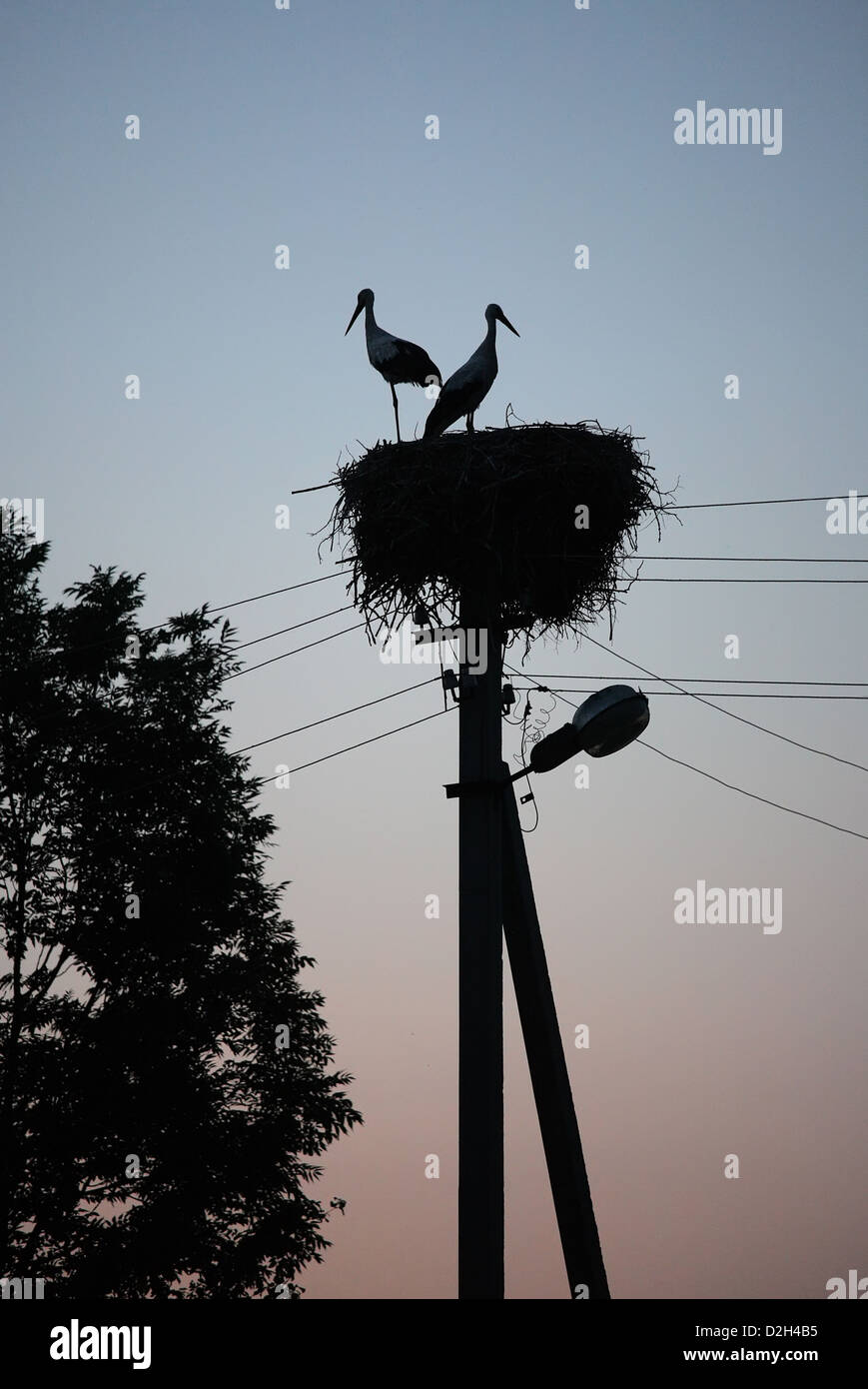 Baradzino, Belarus, stork nest in the dusk Stock Photo - Alamy