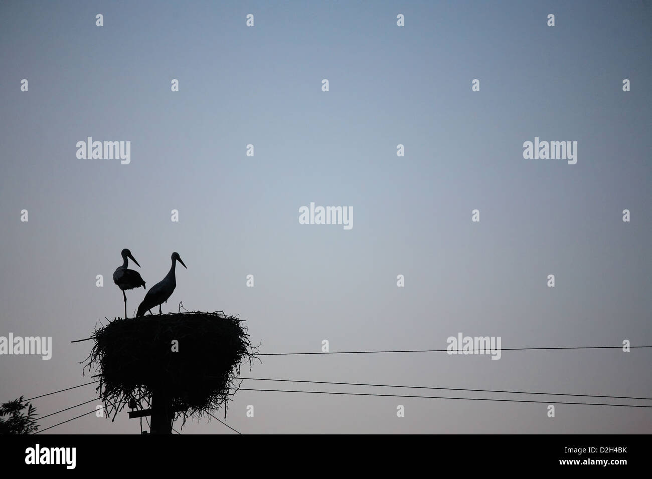 Stork of belarus hi-res stock photography and images - Alamy