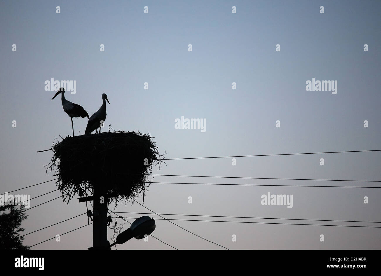 Baradzino, Belarus, stork nest in the dusk Stock Photo - Alamy