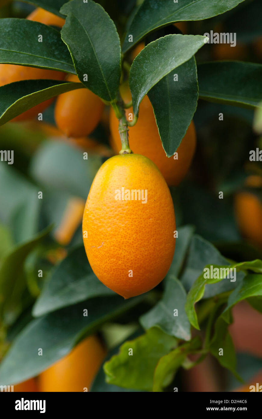 CITROFORTUNELLA MICROCARPA CALOMONDIN ORANGE Stock Photo - Alamy