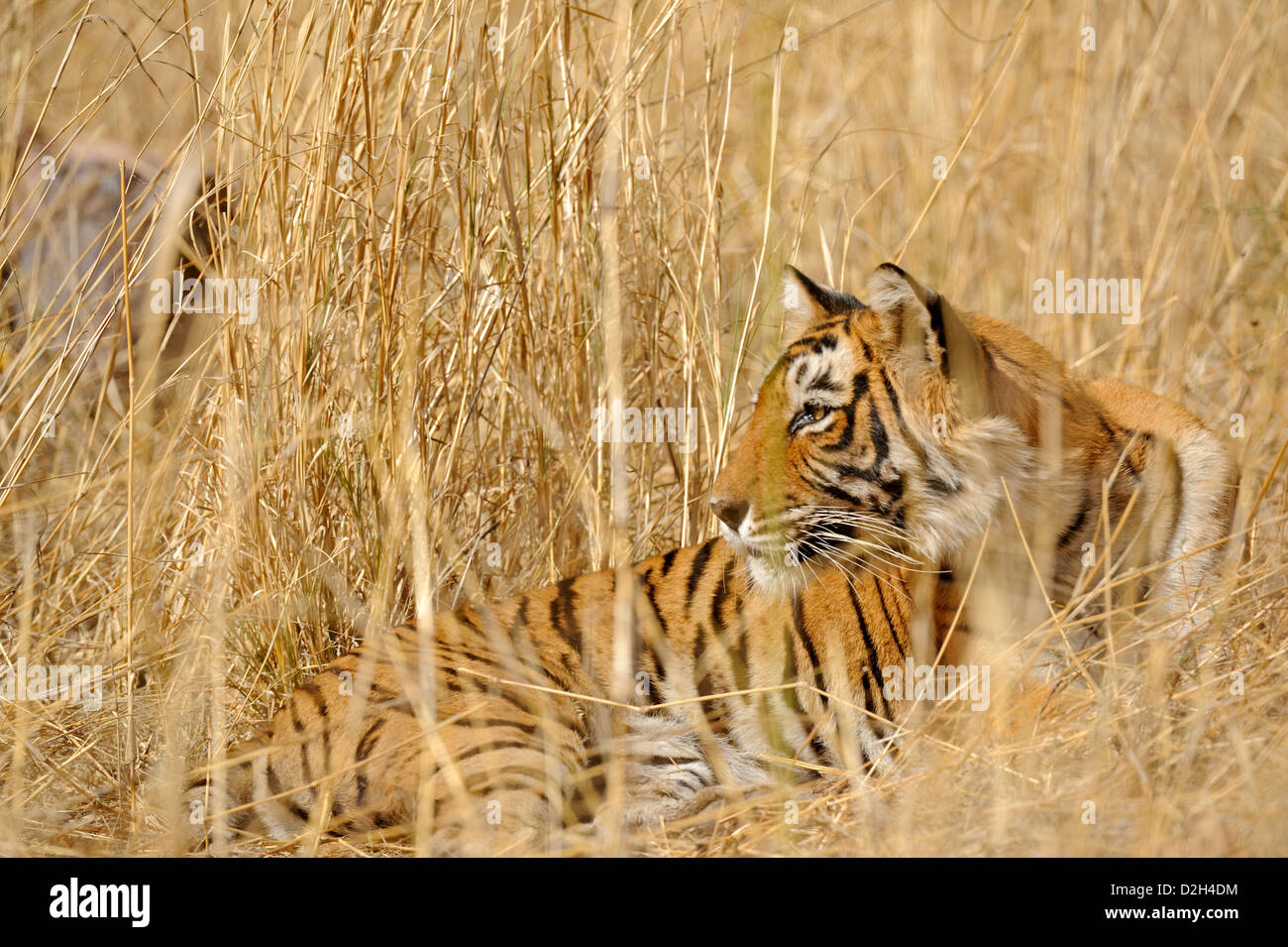 Tiger hiding grass hi-res stock photography and images - Alamy