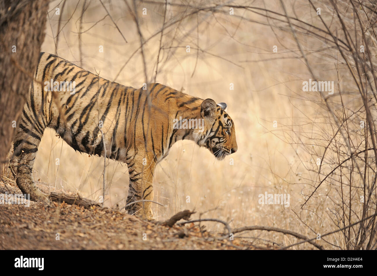 Wild tiger in his natural dry deciduous habitat in Ranthambore tiger ...