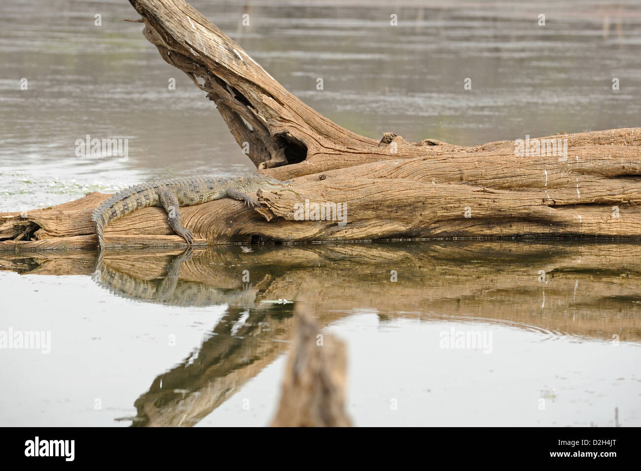 Indian Marsh crocodile basking in the sun on a dead tree trunk in ...