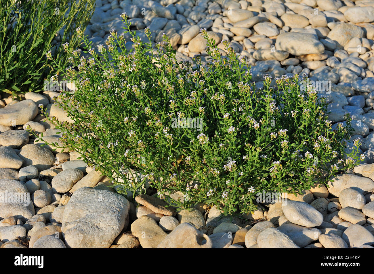 European searocket / Sea rocket (Cakile maritima) flowering on pebble ...