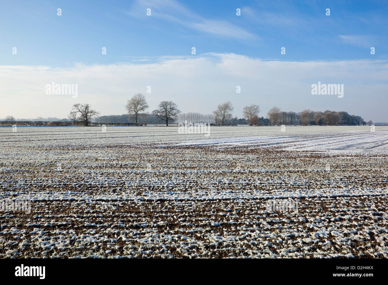 Distant trees and hedgerows in an English winter landscape viewed over ...