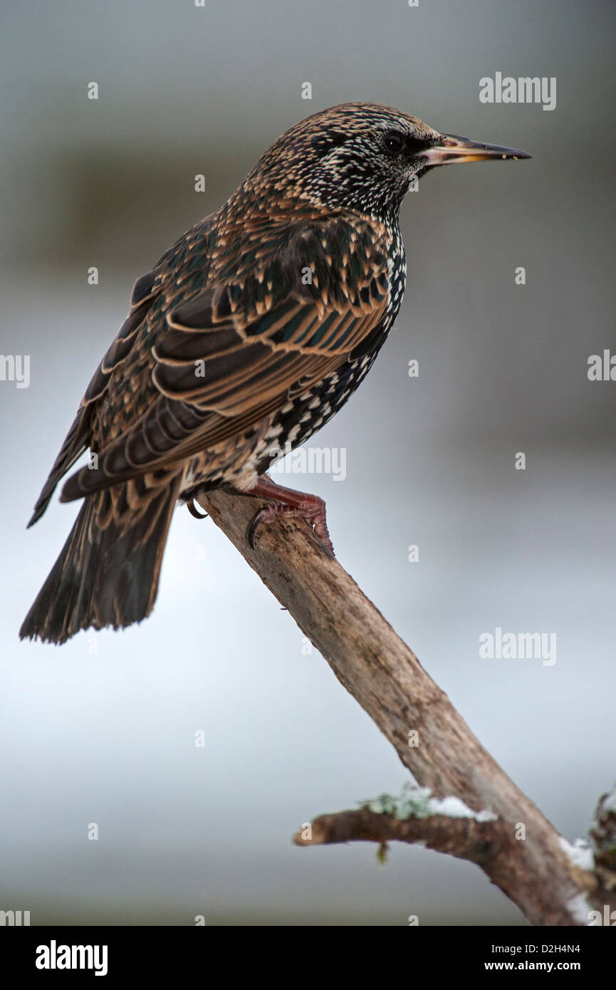 Common Starling / European Starling (Sturnus vulgaris) perched on ...