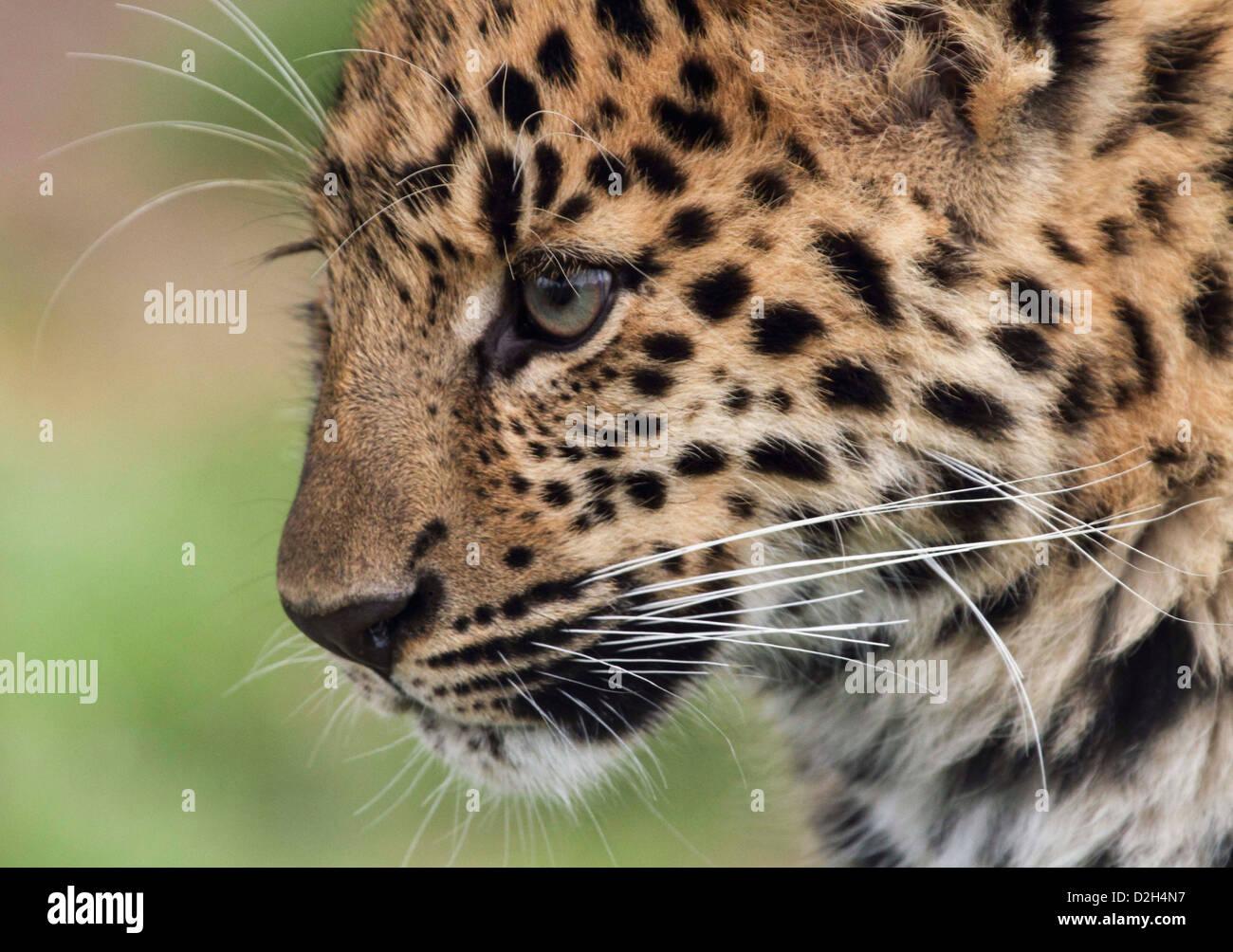 Amur leopard head hi-res stock photography and images - Alamy
