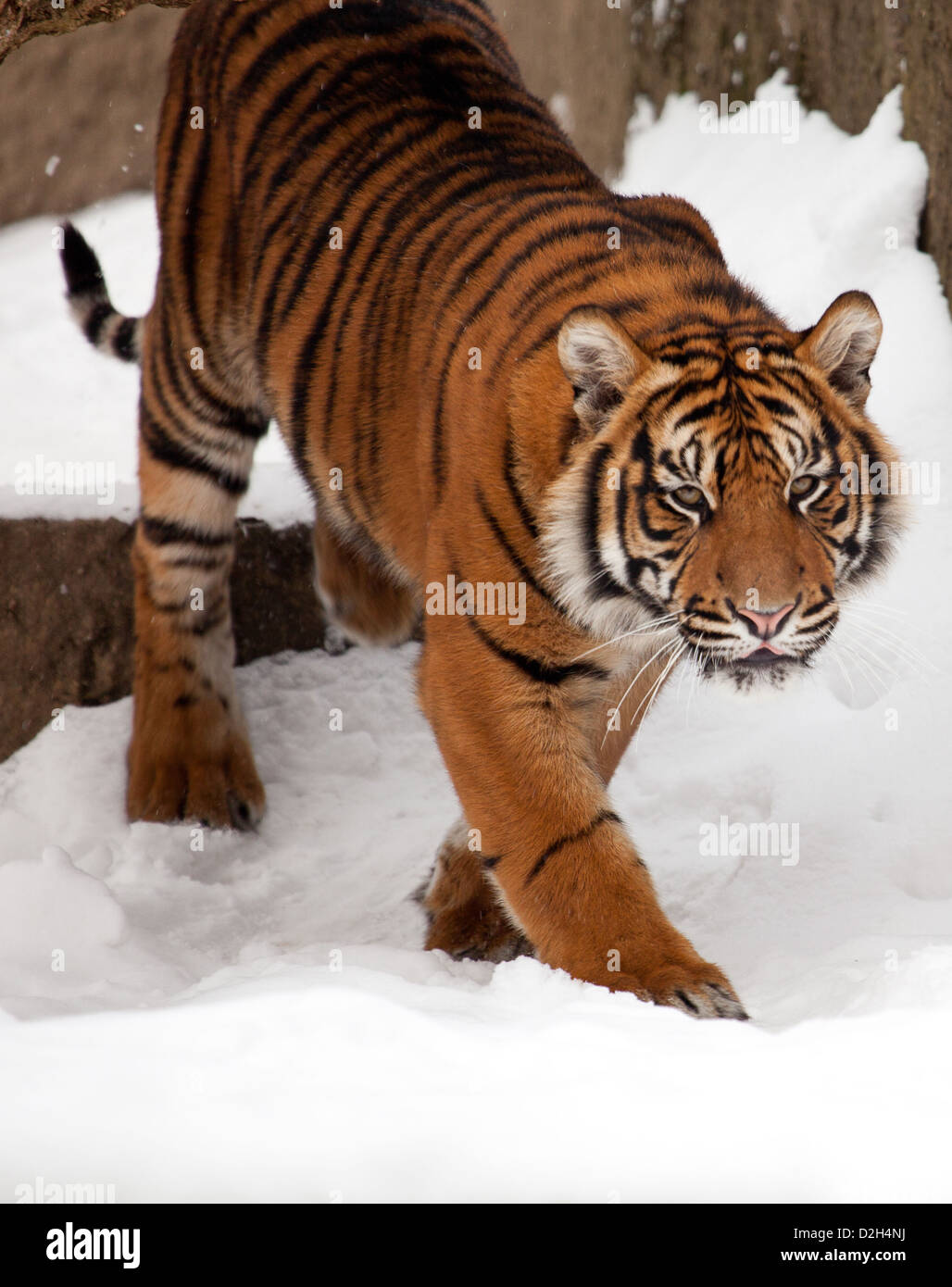 Sumatran tiger predator hi-res stock photography and images - Alamy