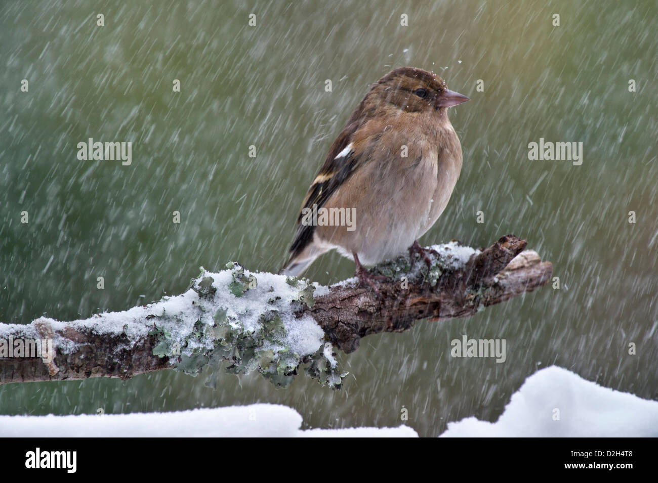 Fluffed Out Feathers High Resolution Stock Photography and Images - Alamy