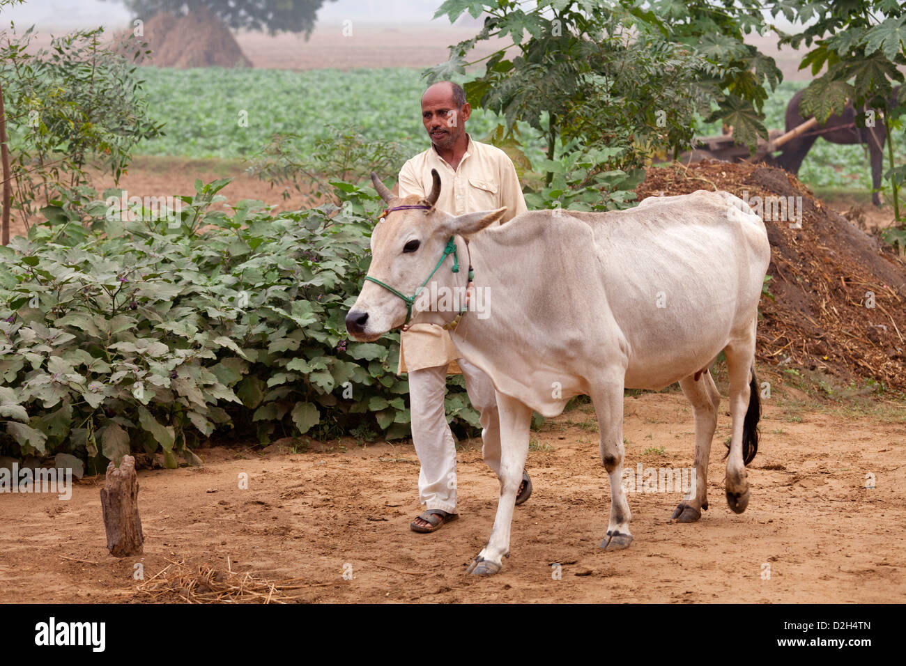 India farmer cow hi-res stock photography and images - Alamy