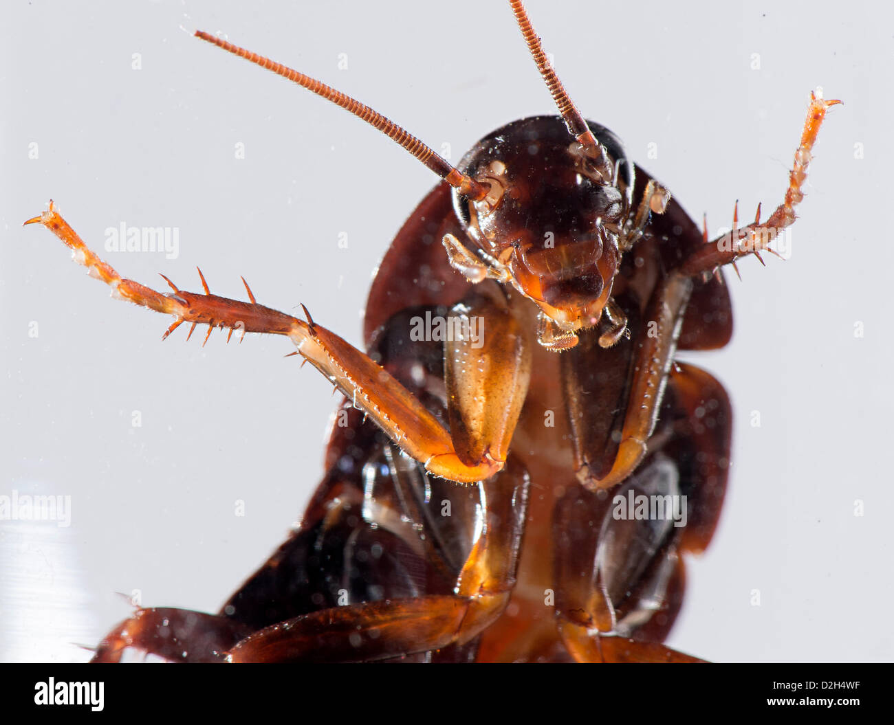 Roseburg, Oregon, USA. 24th January 2013. A cockroach pauses while ...