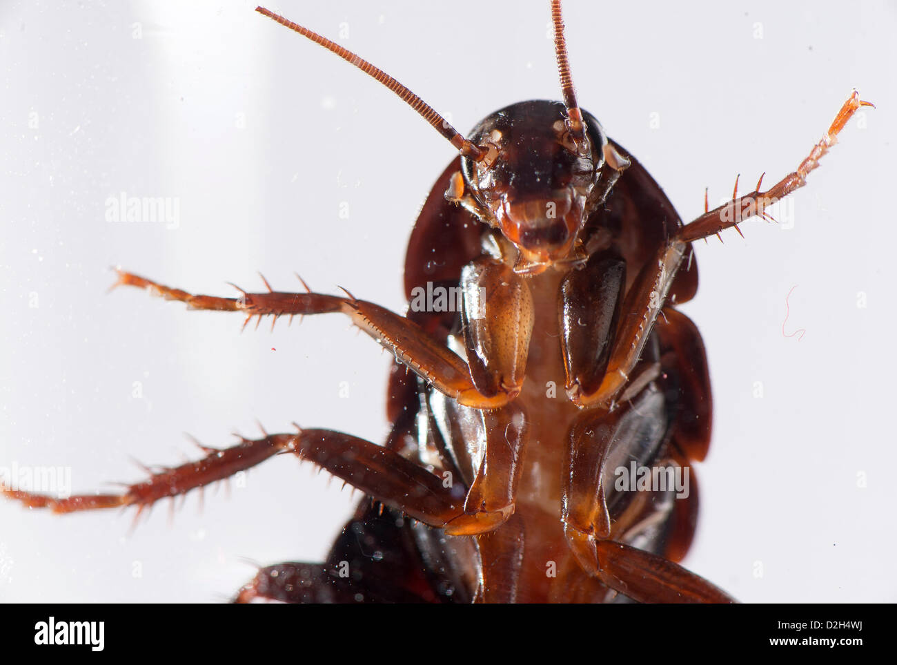 Cockroach on the ground hi-res stock photography and images - Alamy
