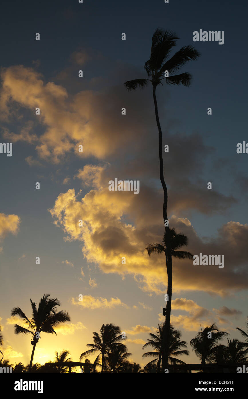 Large palm trees hi-res stock photography and images - Alamy