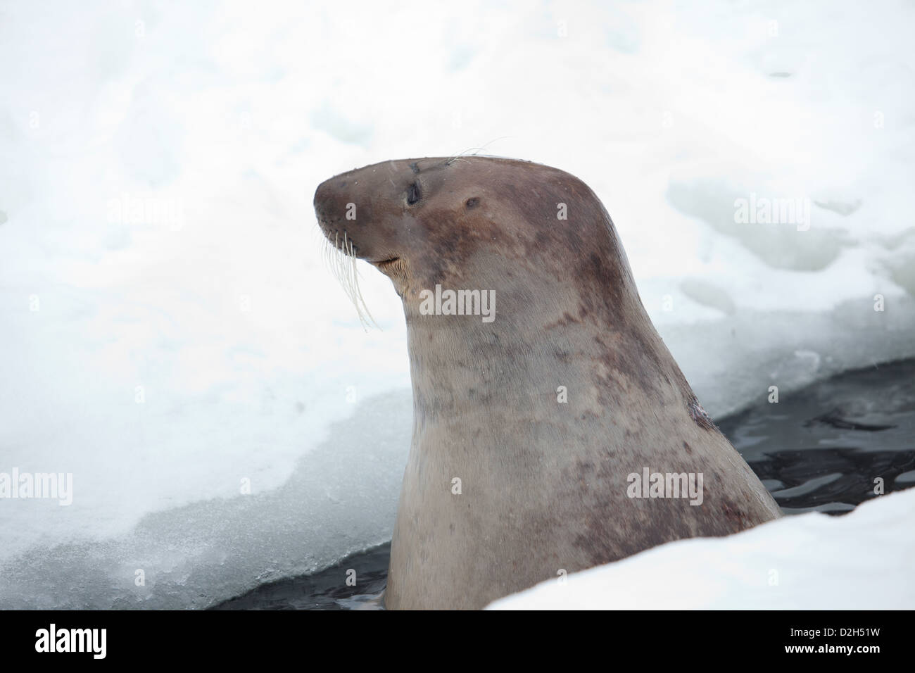 Baltic seal hi-res stock photography and images - Alamy