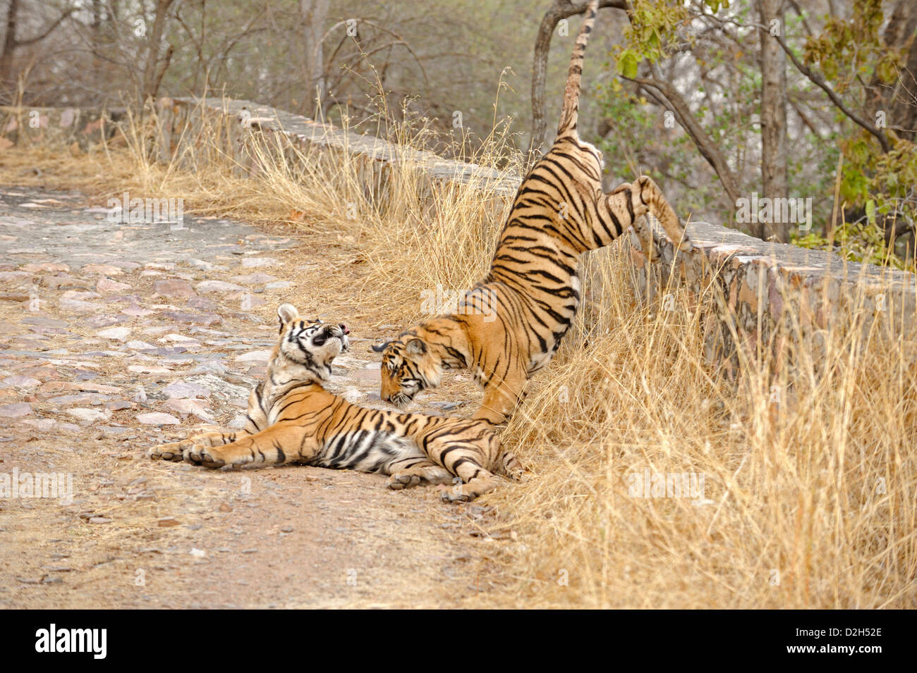 Tigers in road hi-res stock photography and images - Alamy