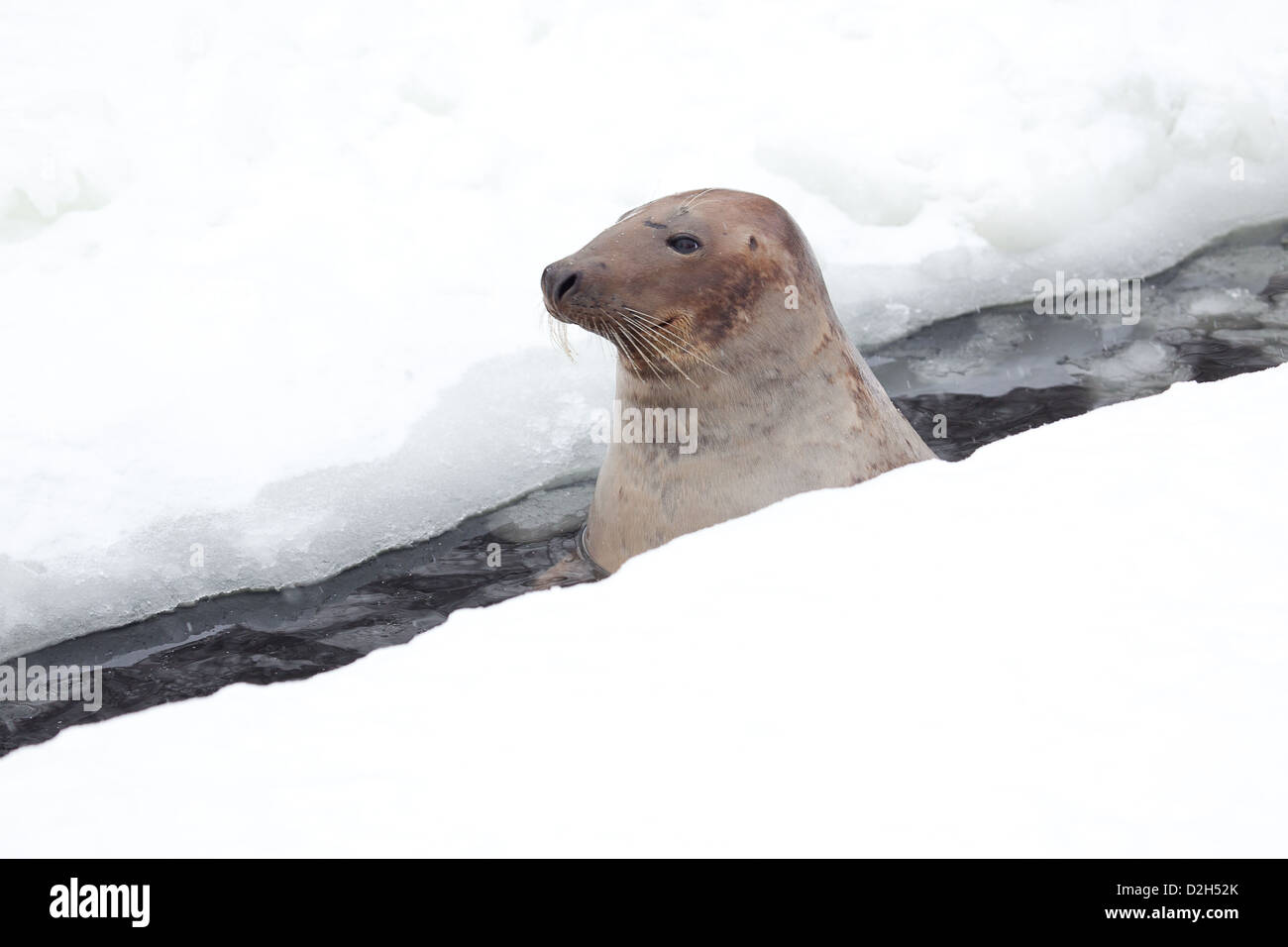 Seal Cut Out Stock Images & Pictures - Alamy