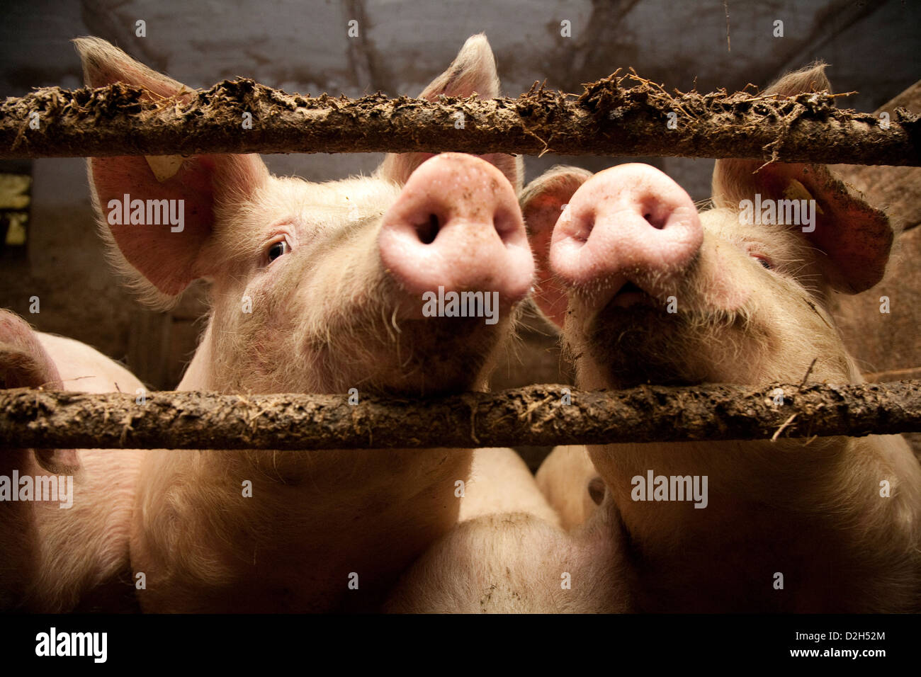 Pigs sty hi-res stock photography and images - Alamy