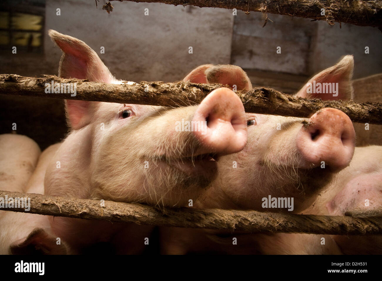Riedlingen, Germany, pigs in the sty Stock Photo - Alamy