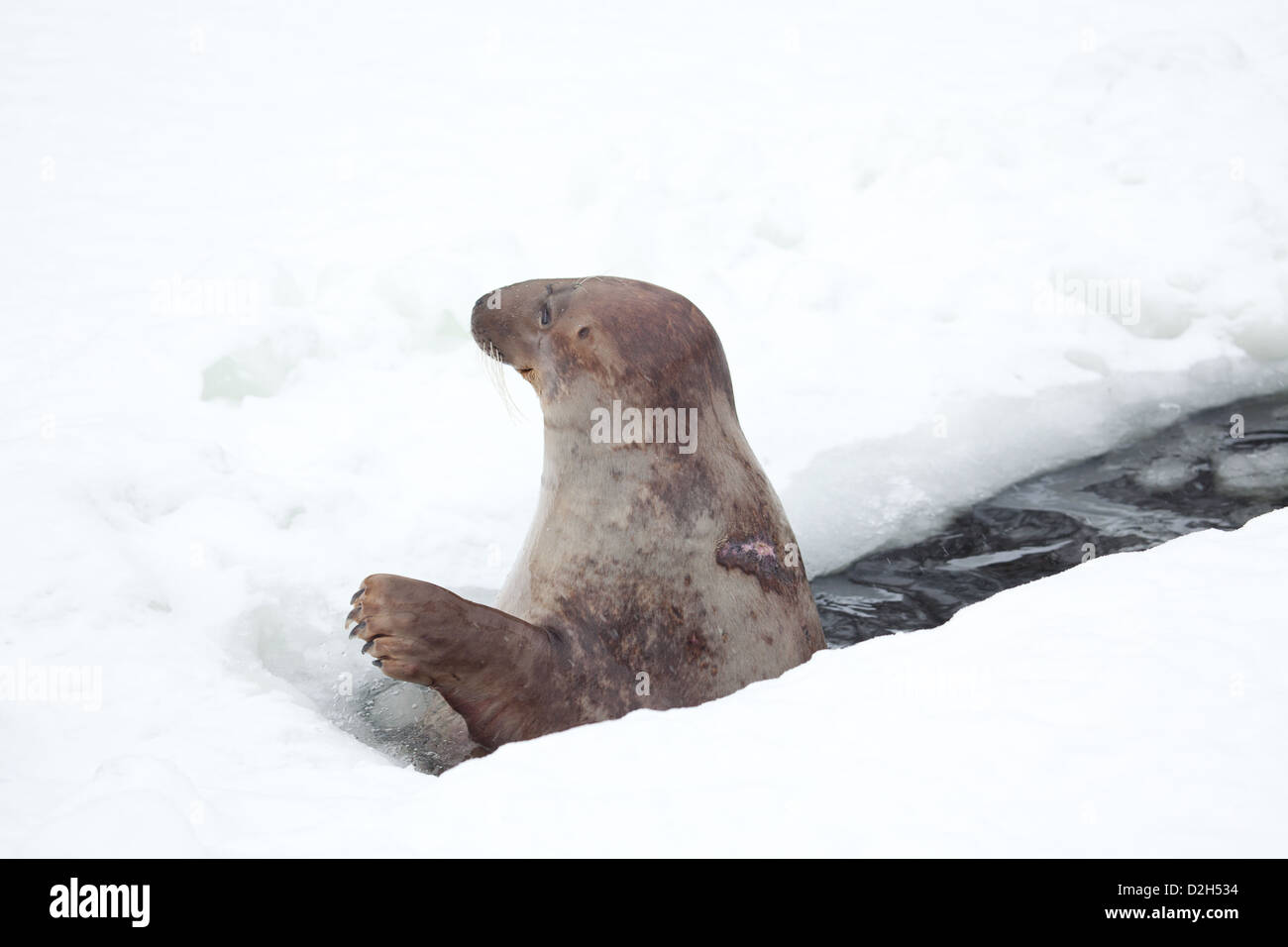 Baltic seal hi-res stock photography and images - Alamy