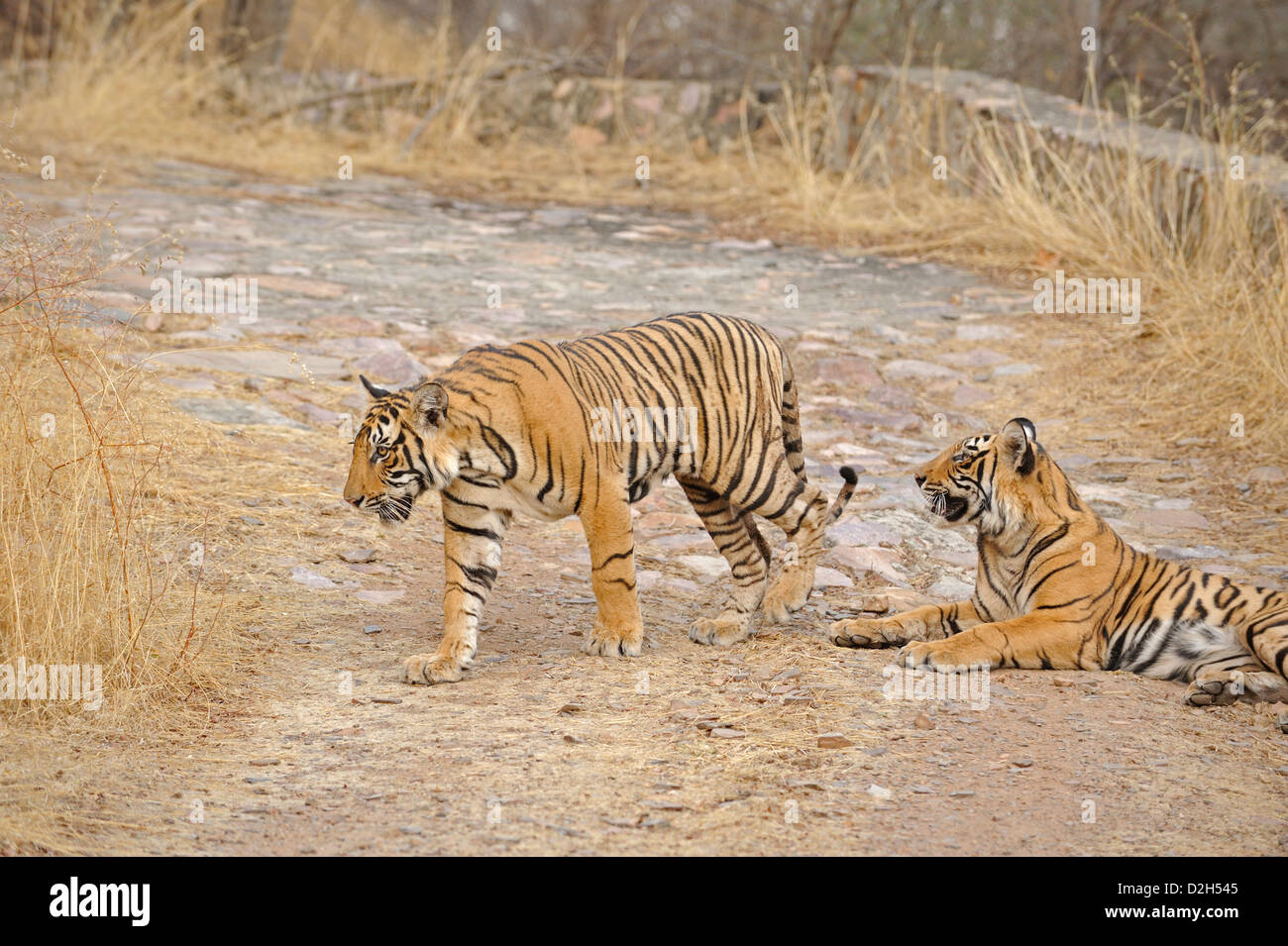 Indian two brothers hi-res stock photography and images - Alamy