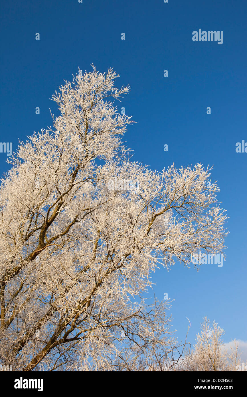 Snow covered willow tree hi-res stock photography and images - Alamy