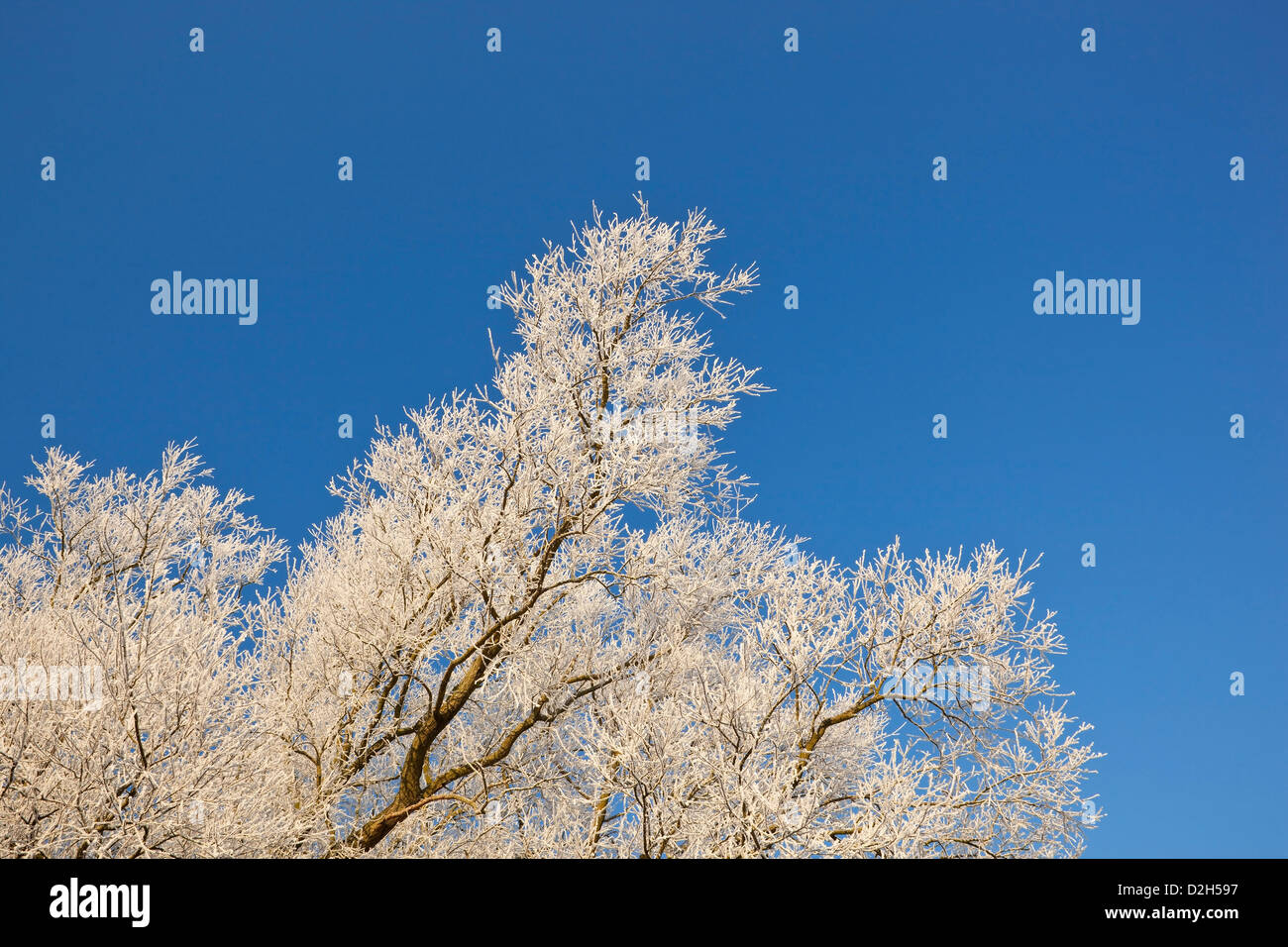 Sky trees and ice weather hi-res stock photography and images - Alamy