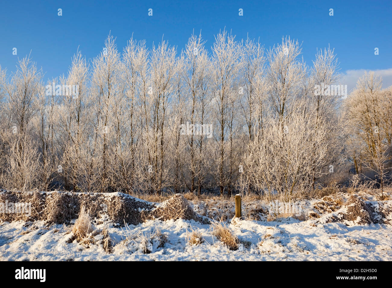 A sub zero rural landscape with young saplings covered in frost under a ...