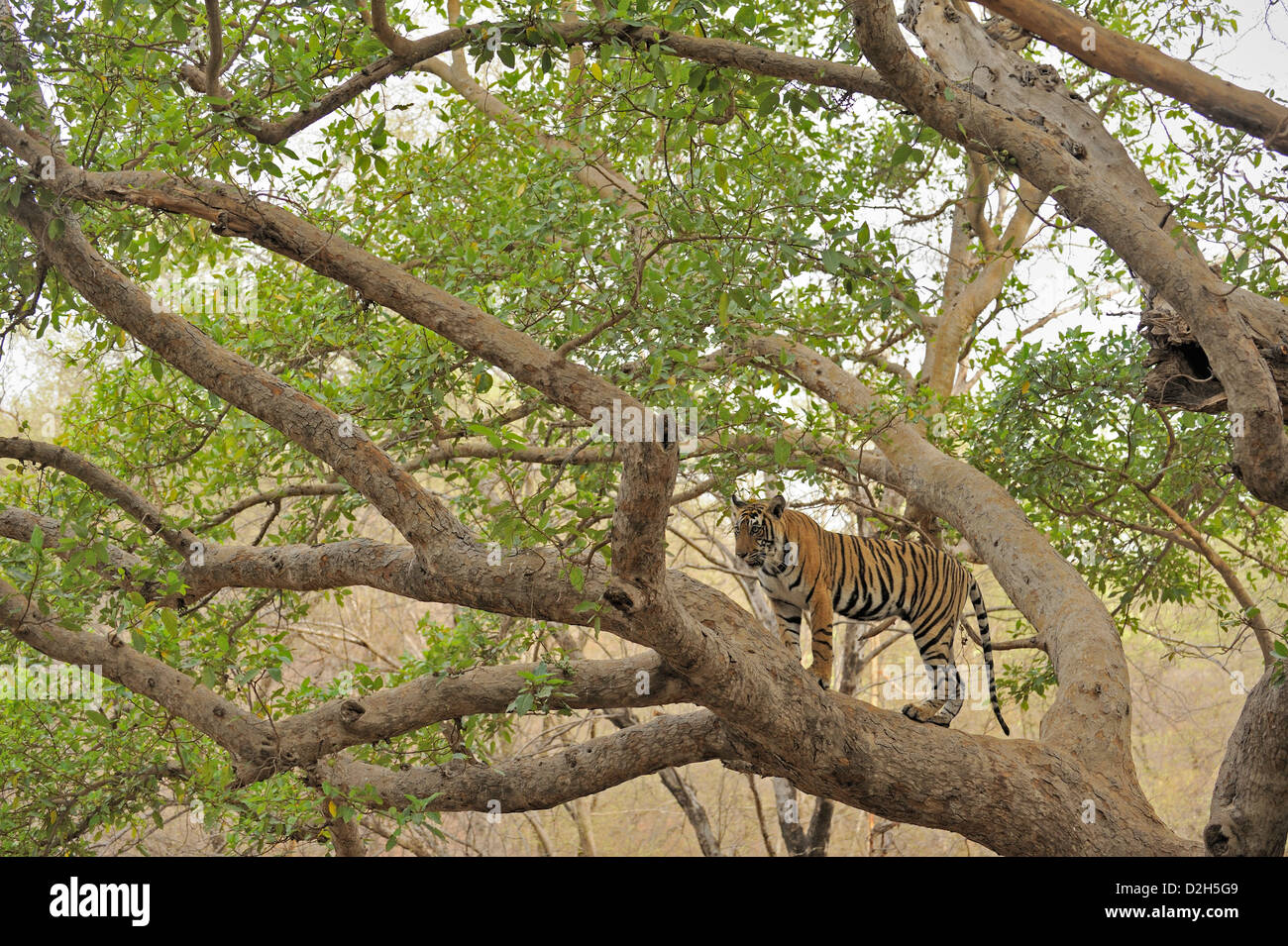 Tiger climbing hi-res stock photography and images - Alamy