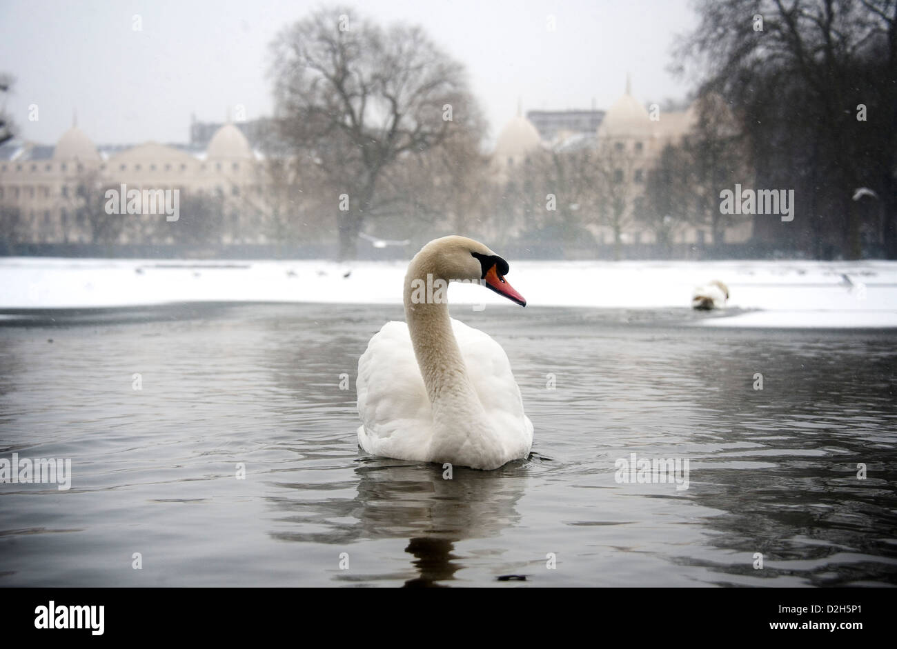 swan in the snow in Regents Park London Stock Photo - Alamy