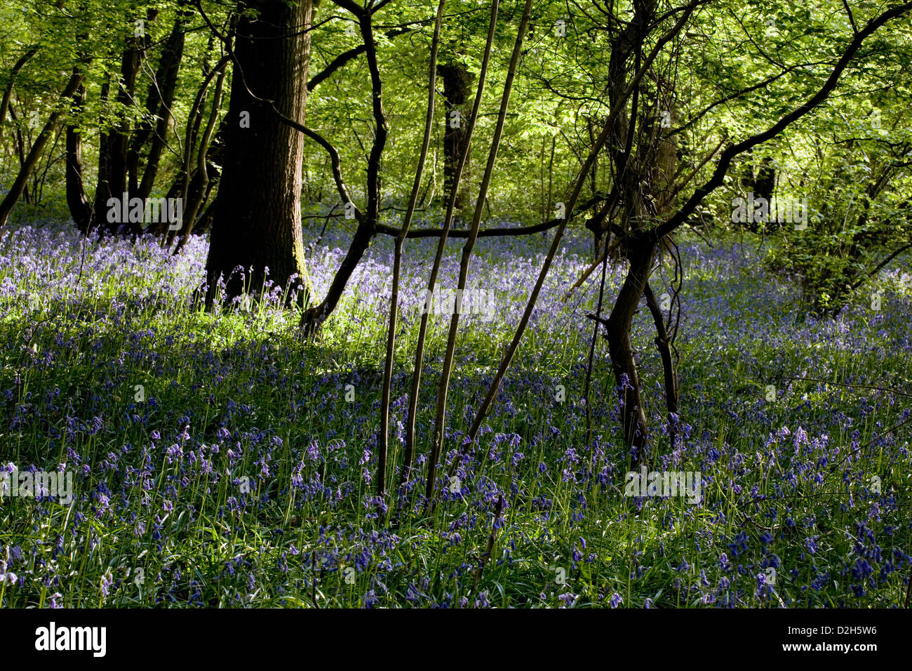 Purple bluebell flowers in bloom in the Sussex countryside at ...