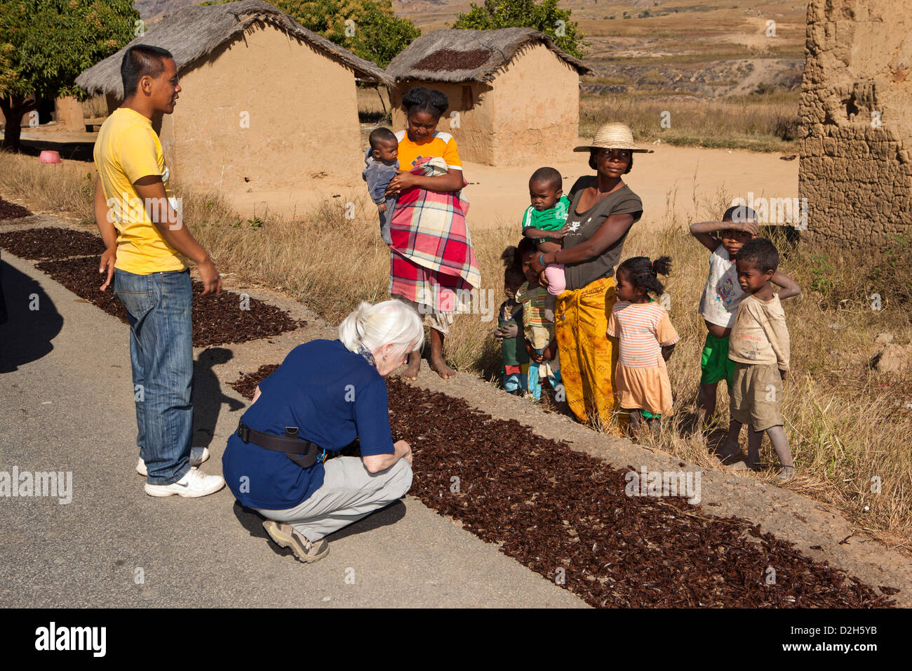 Madagascar, Ihosy, tourist and guide examining locusts for food drying ...