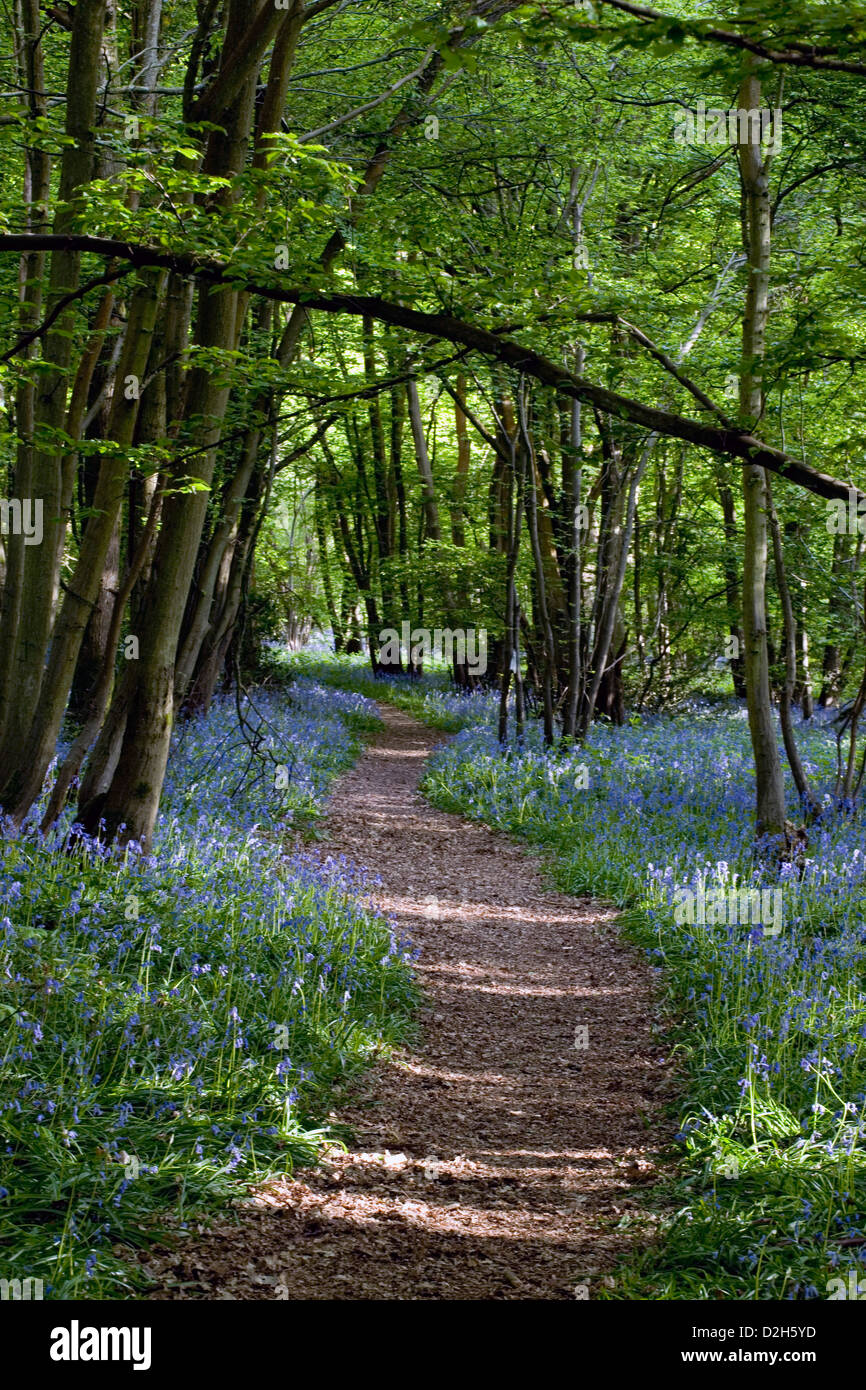 Purple bluebell flowers in bloom in the Sussex countryside at ...