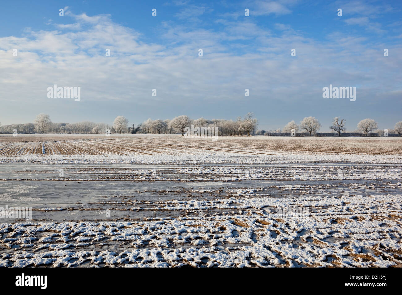 A frosty winter landscape with icy water in arable fields surrounded by ...