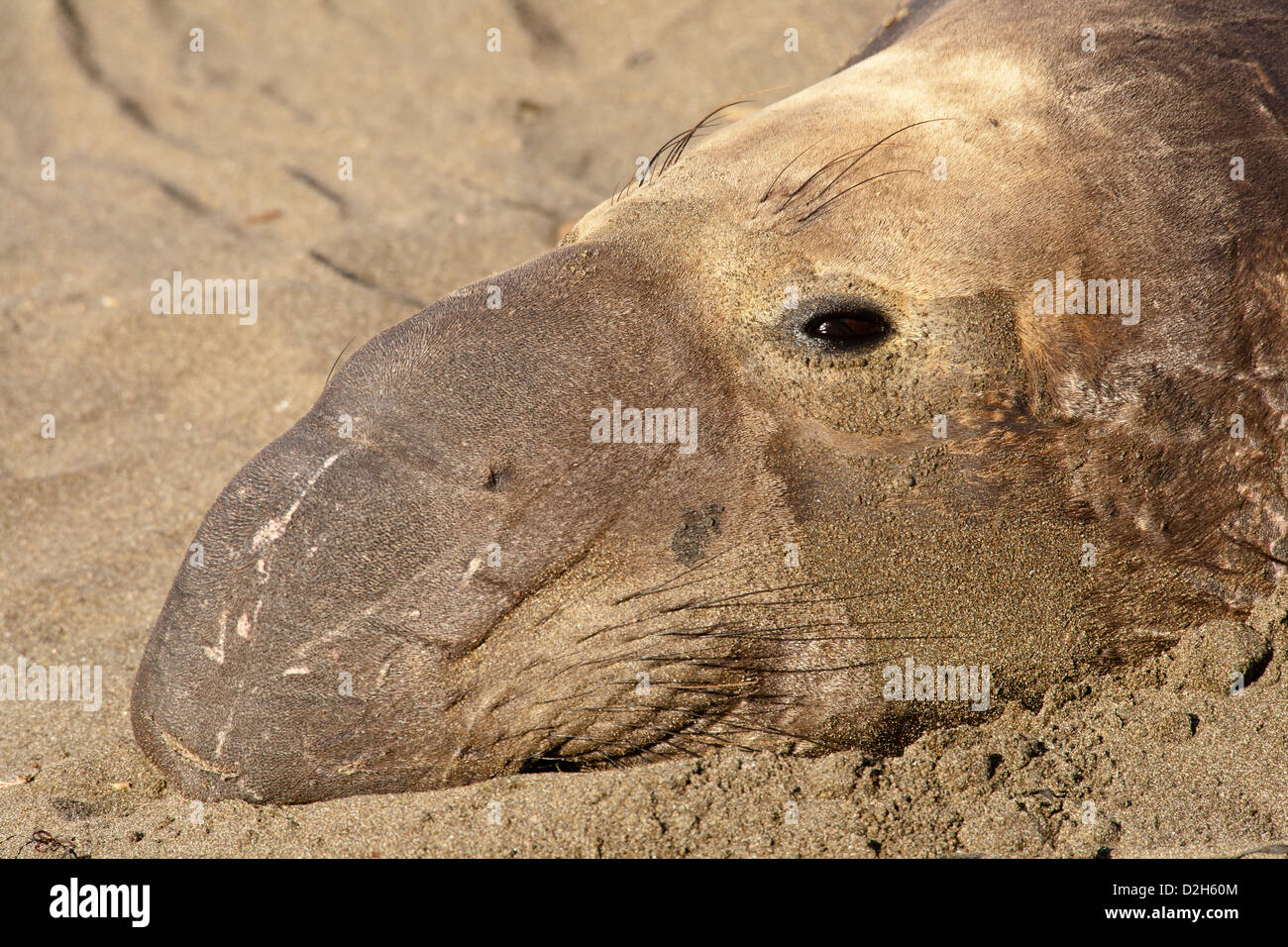 Elephant seal bull hi-res stock photography and images - Alamy