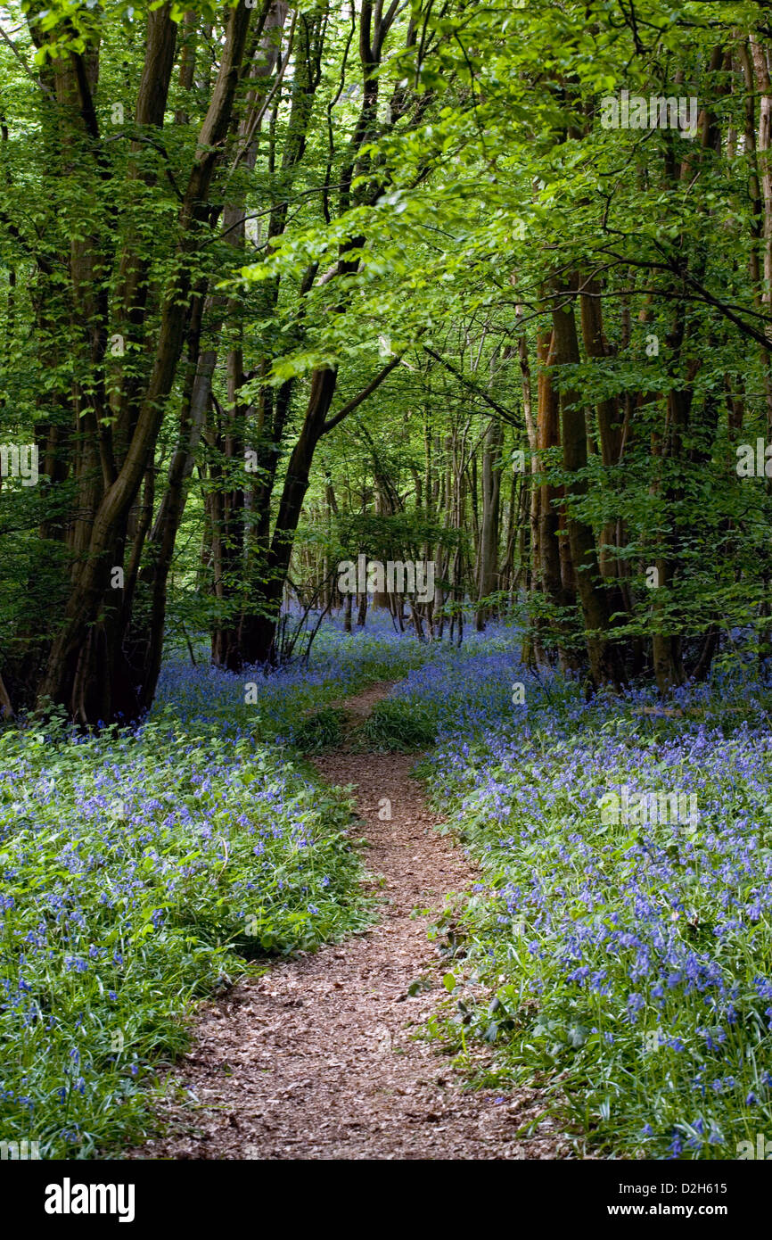 Purple bluebell flowers in bloom in the Sussex countryside at ...