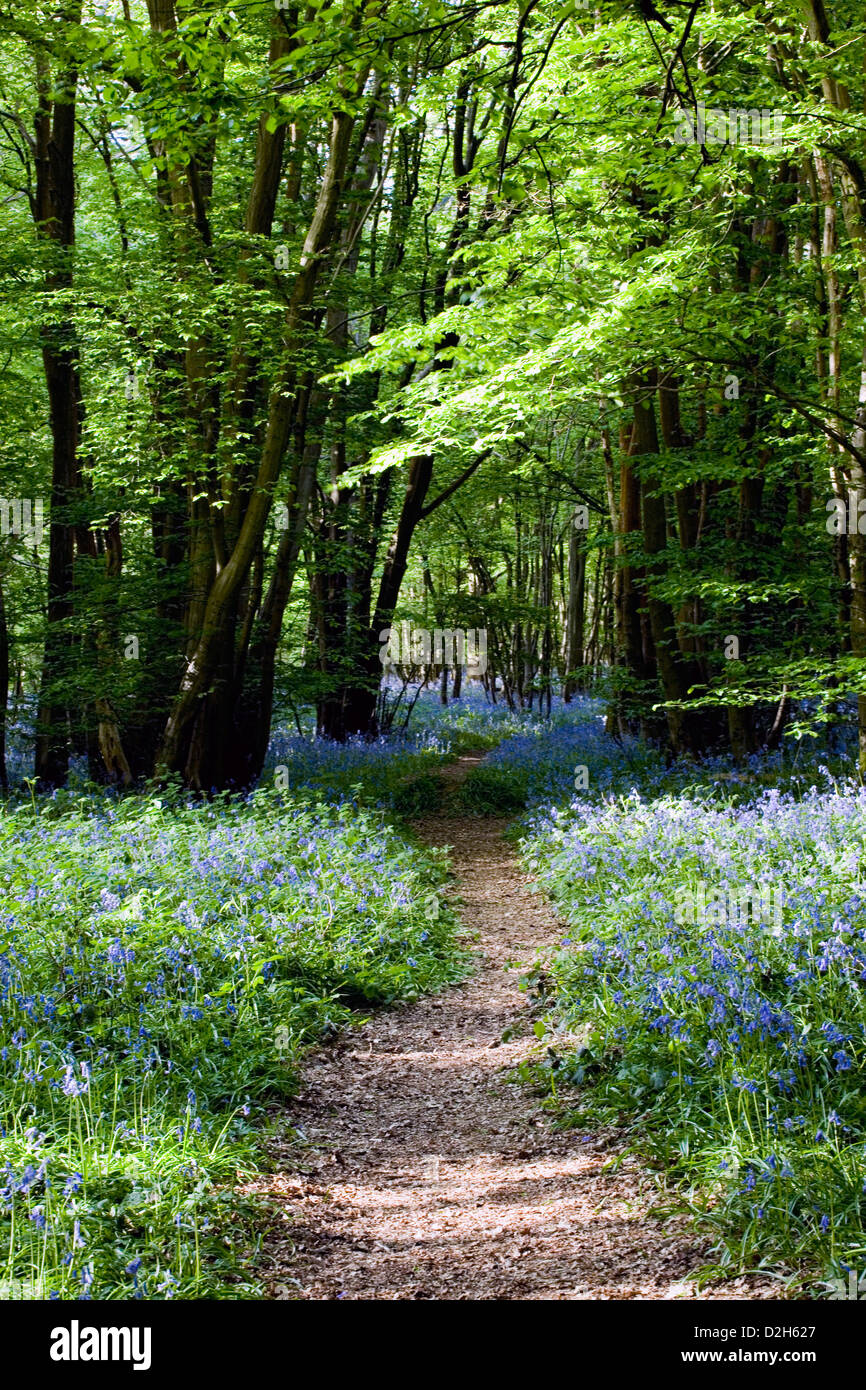 Purple bluebell flowers in bloom in the Sussex countryside at ...