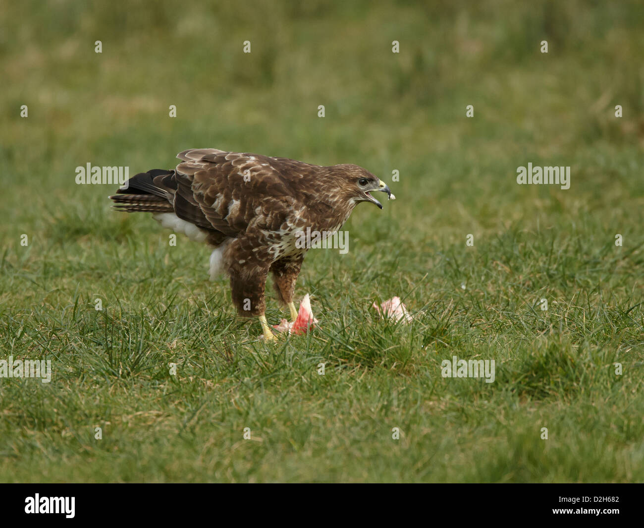 Raptor feeding hi-res stock photography and images - Alamy