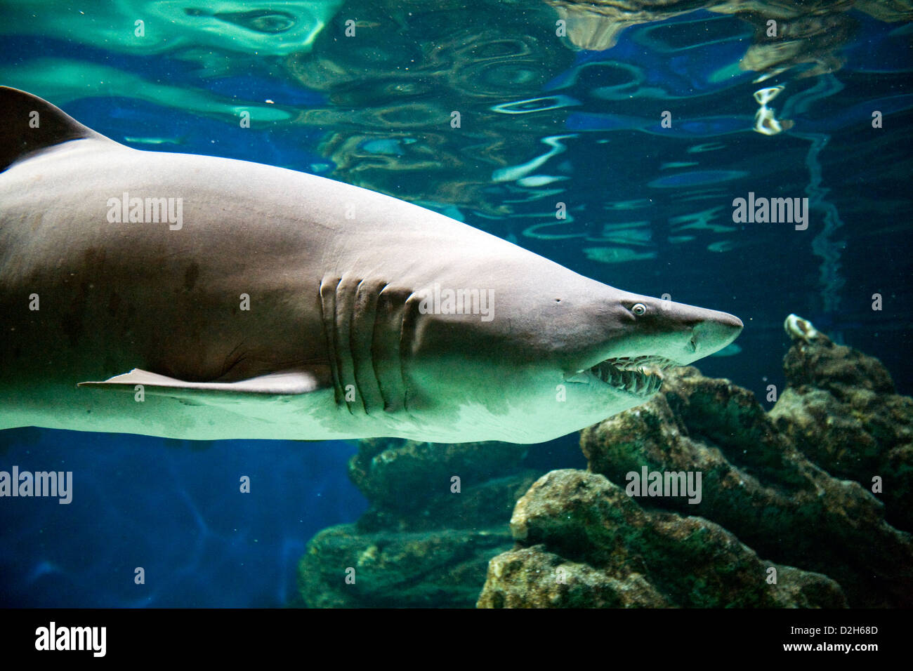 Albufeira, Portugal, a shark in an aquarium at the Zoo Marine Stock ...